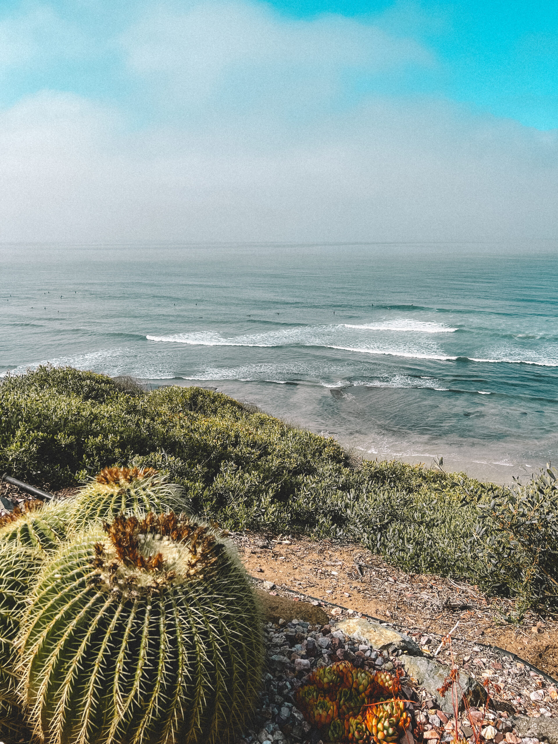 The Best Photo Spots in Encinitas, California - Palm Trees & Pellegrino